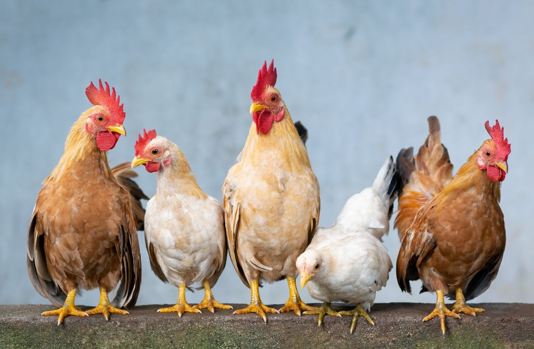 Animali esotici vietati in Italia - Il Mio Primo Quotidiano